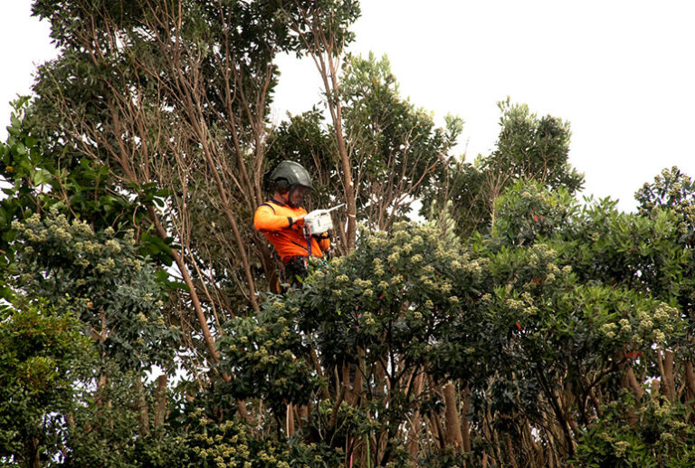 Wellington Arborists | Tree Trimming, Pruning & Removal | Wellington