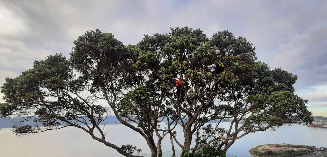 Tree Thinning & Reductions | Experienced Arborists | Wellington Region