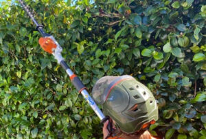 Wellington Arborists | Tree Trimming, Pruning & Removal | Wellington