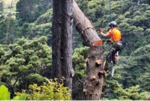 Wellington Arborists | Tree Trimming, Pruning & Removal | Wellington